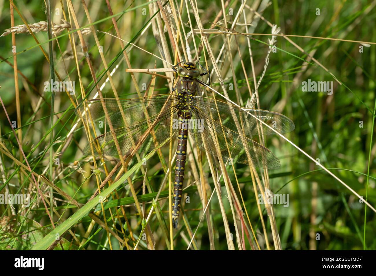 Common Hawker (Aeshna juncea), female at rest, Dumfries, SW Scotland ...