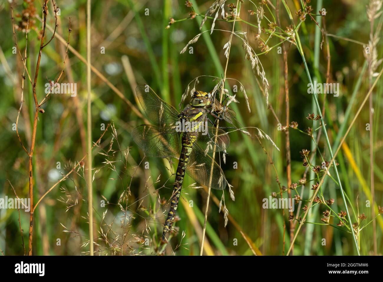 Common Hawker (Aeshna juncea), female at rest, Dumfries, SW Scotland ...