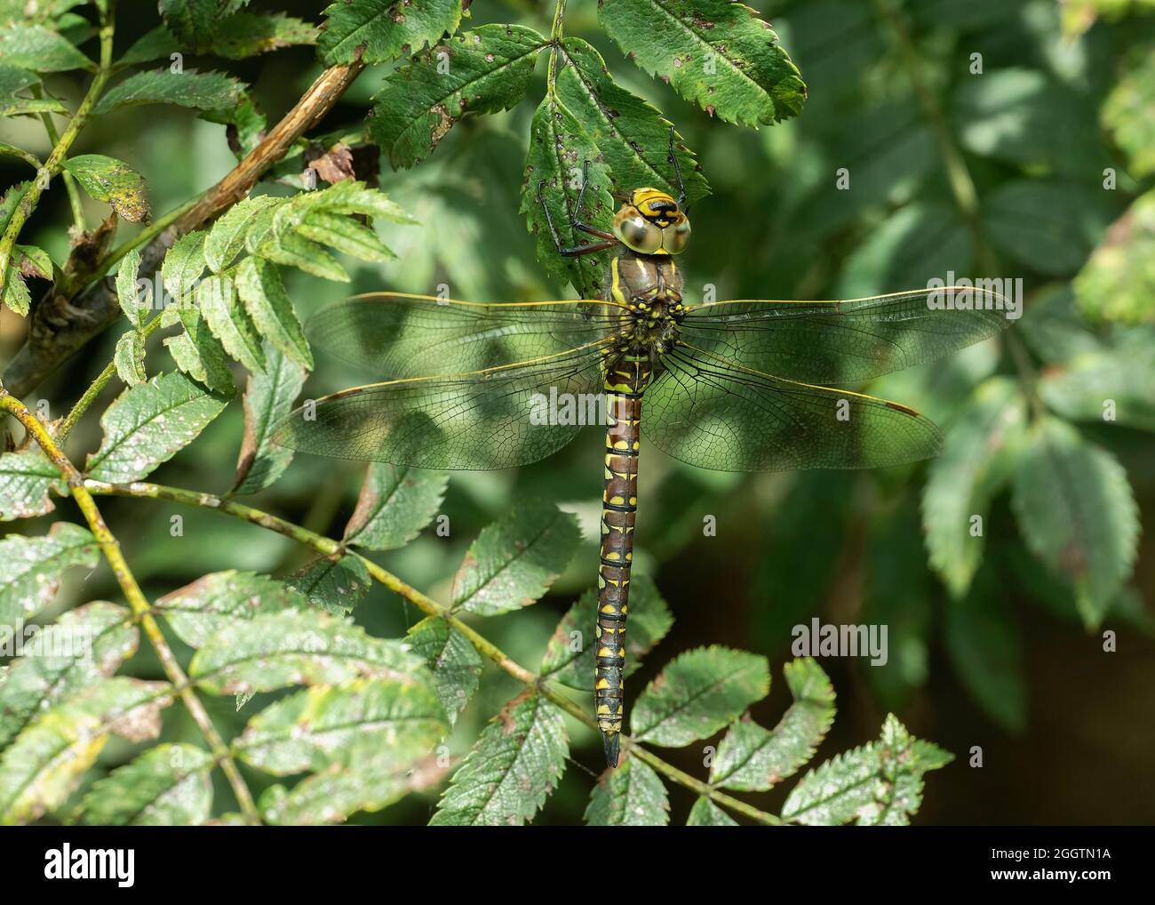 Common Hawker (Aeshna juncea), female at rest, Dumfries, SW Scotland ...
