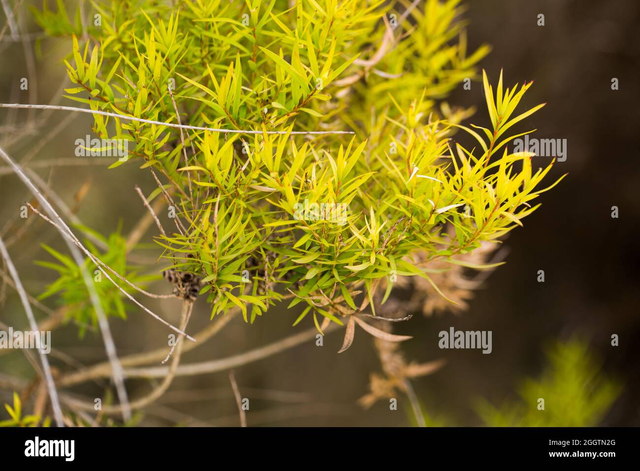 Melaleuca linariifolia hi-res stock photography and images - Alamy