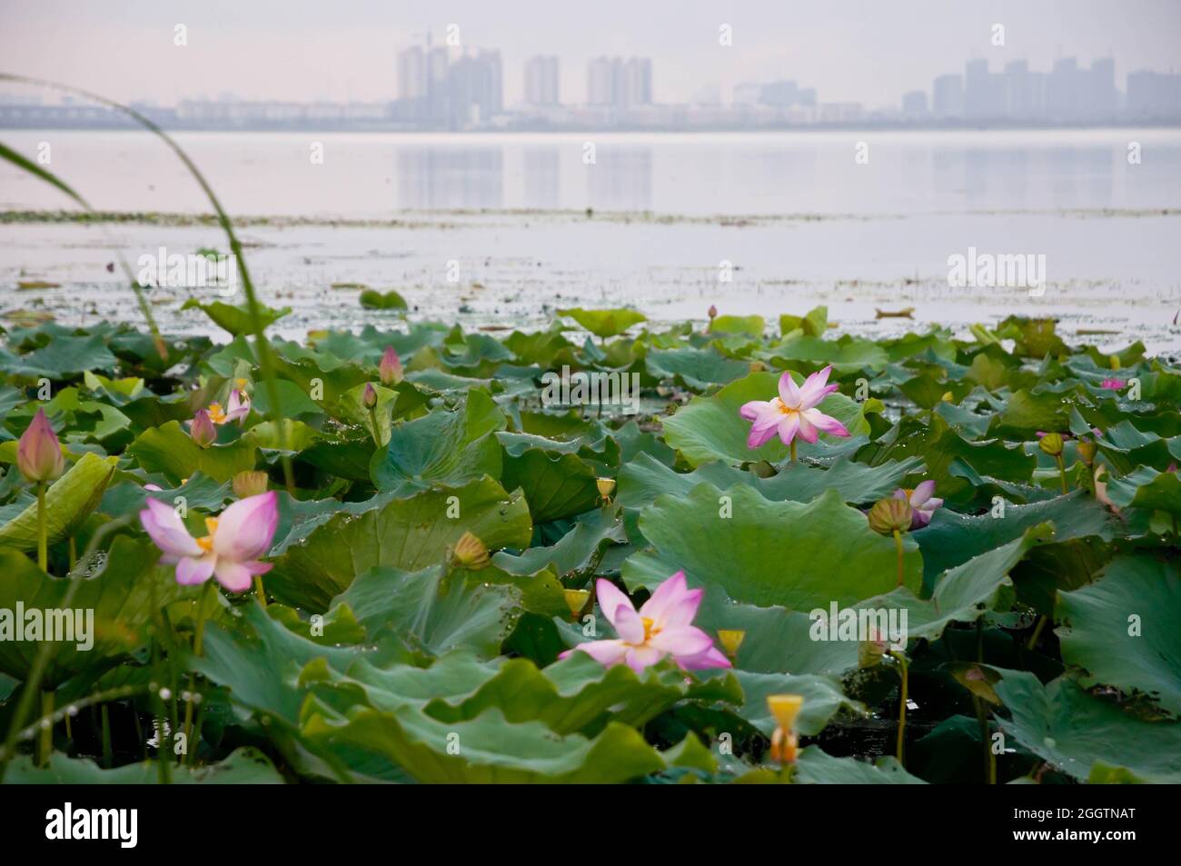 Yangcheng lake hi-res stock photography and images - Alamy