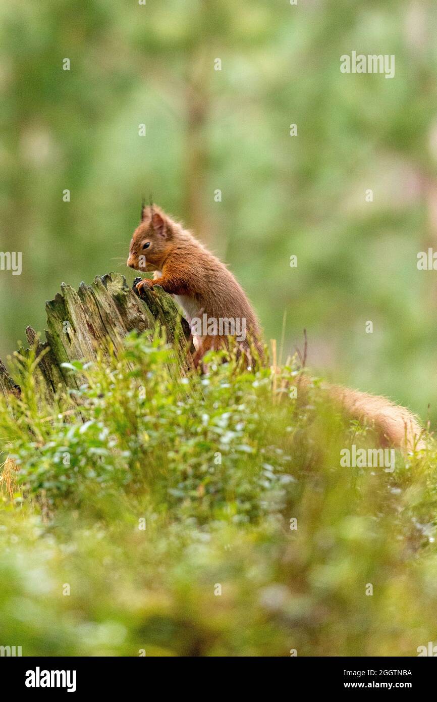 Eurasian red squirrel (Sciurus vulgaris) eating hazelnuts in Scotland ...