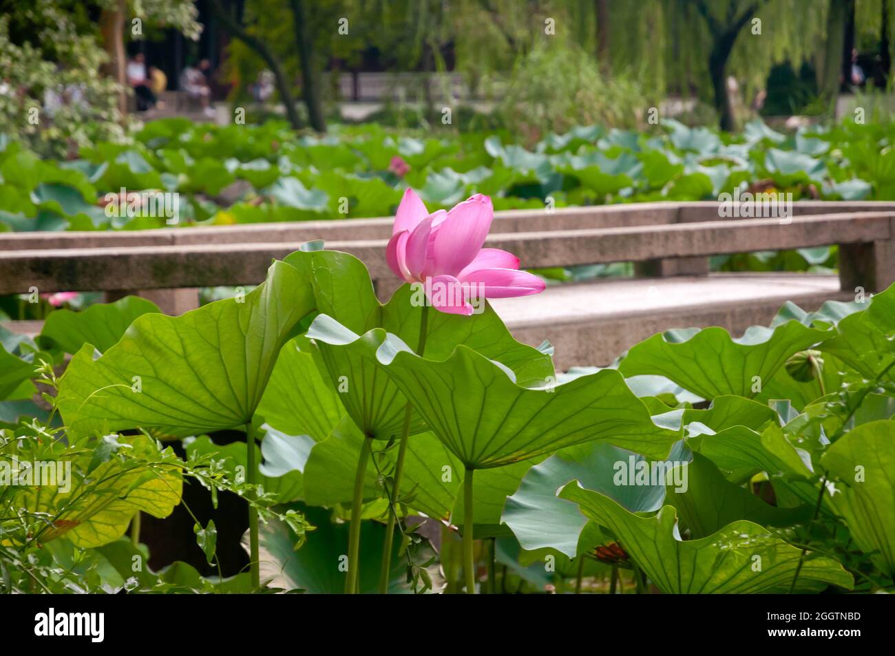 Lotus flower in a Chinese garden Stock Photo - Alamy