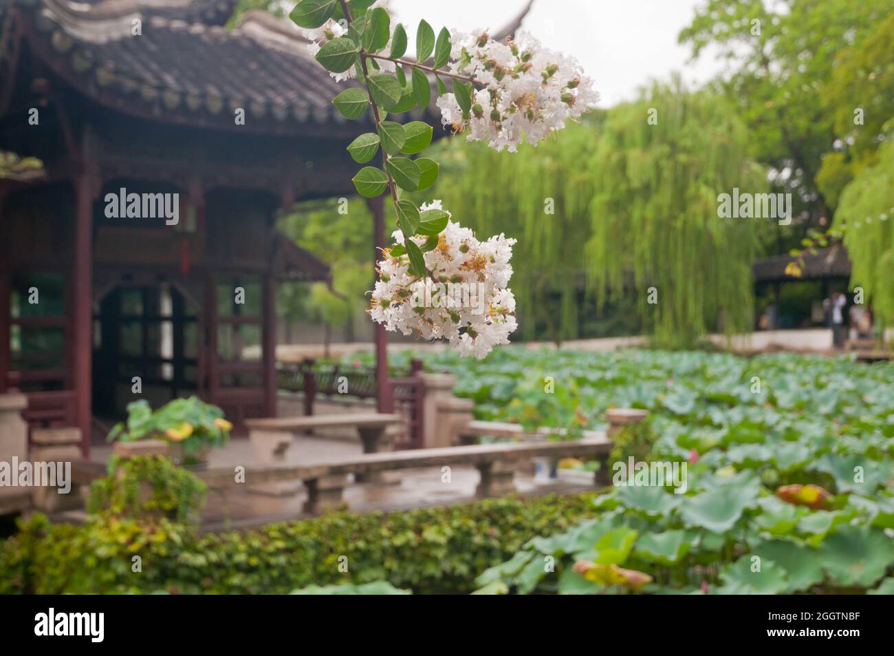 Flowers in a classic Chinese garden Stock Photo - Alamy