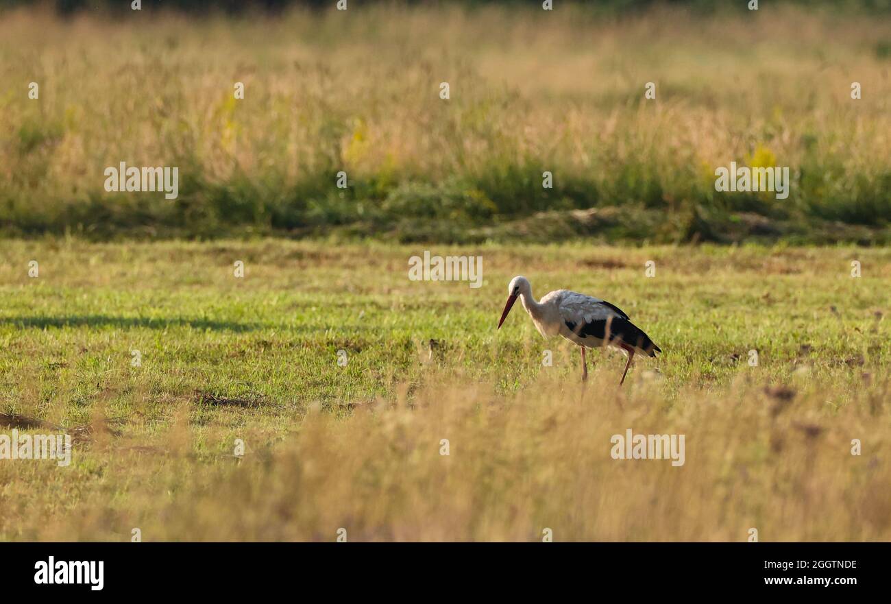 White Stork in meadow at sunset, Podlaskie Voivodeship, Poland, Europe ...