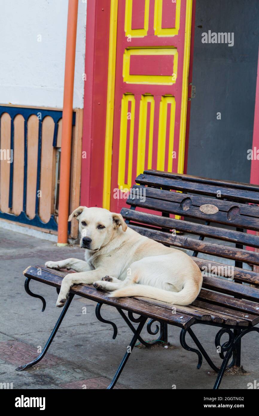 Dog on a bench on Calle Real (Royal Street) in Salento village ...