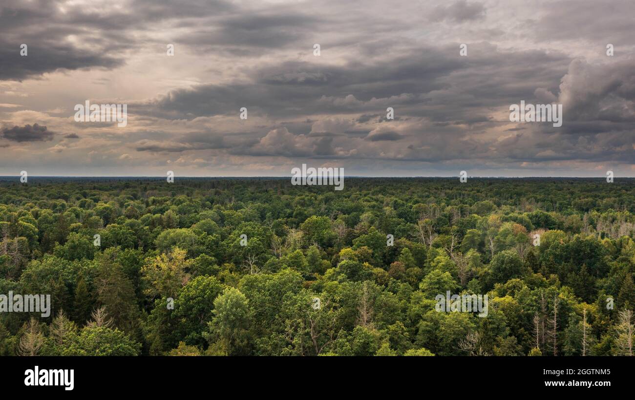 Polish part of Bialowieza Forest to east from Hajnowka aerial view with ...