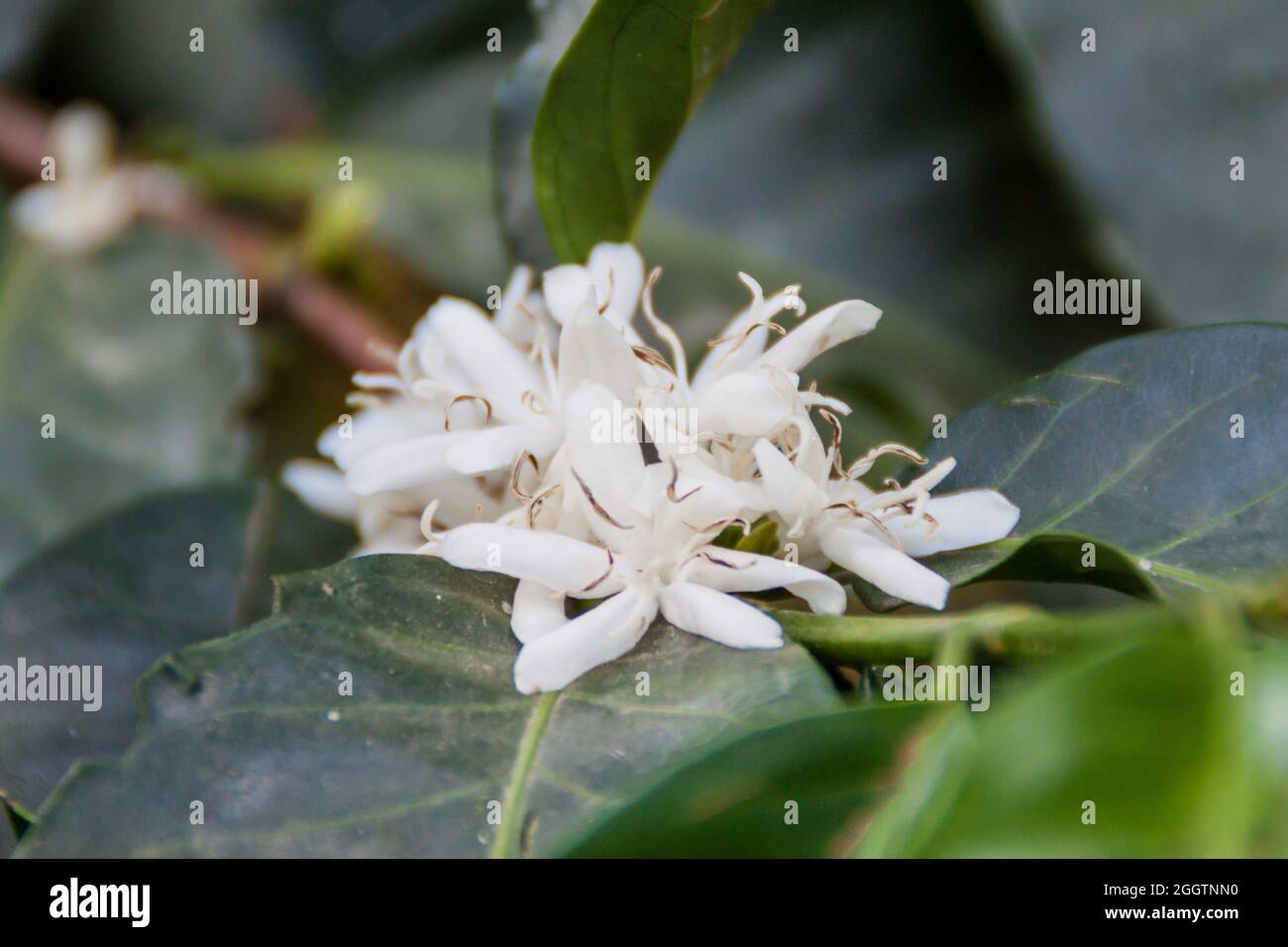 Detail of coffee tree blossom, Colombia Stock Photo - Alamy