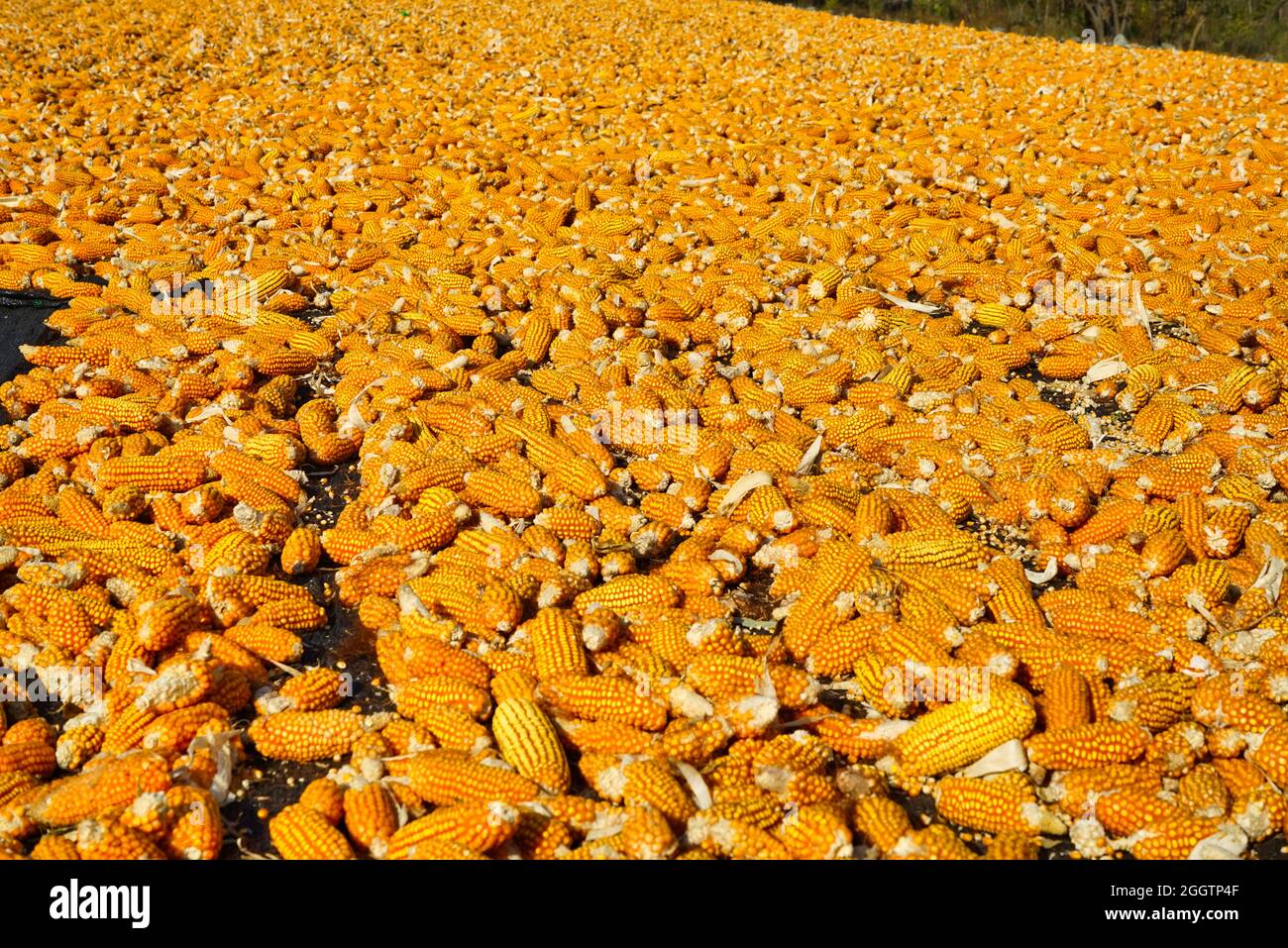 Golden colored corn on the ground in the sun. Dried corn seeds before ...