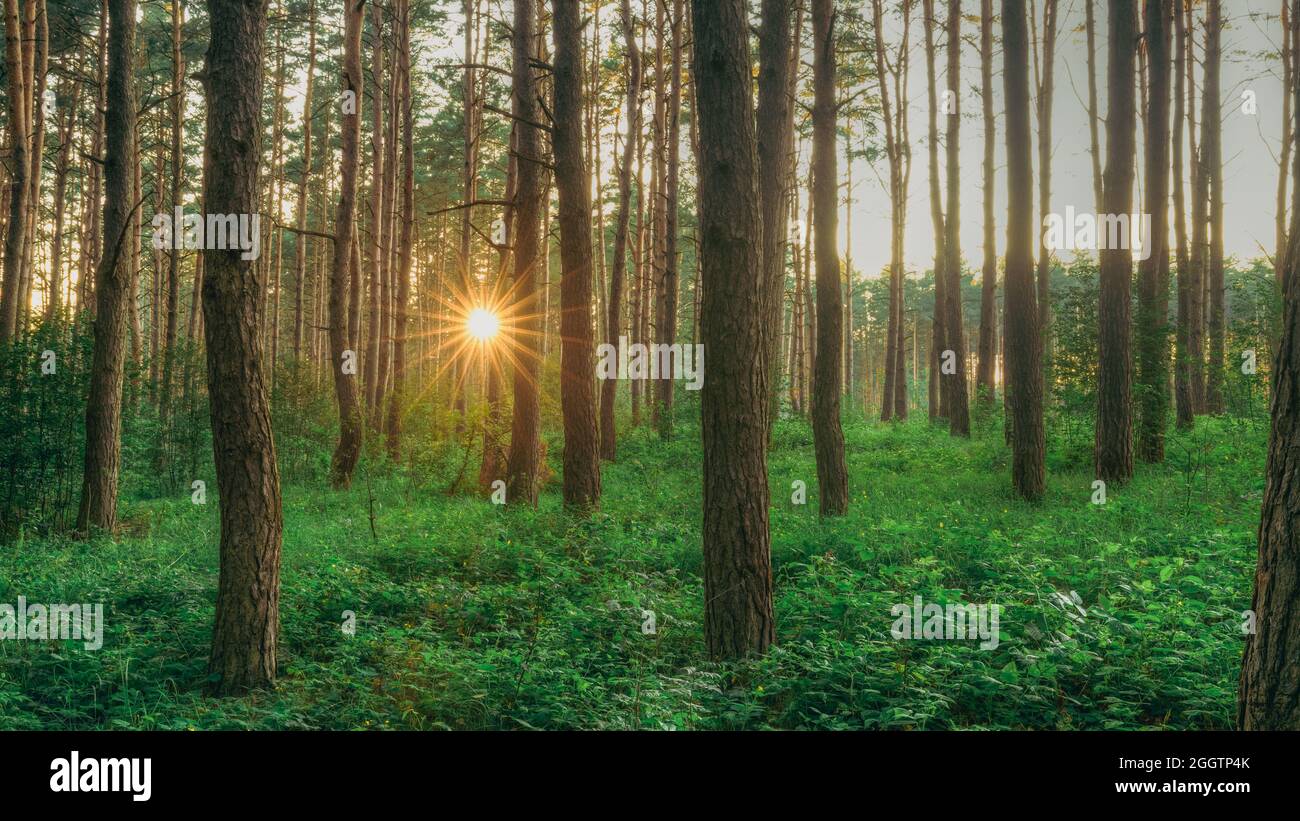 Sunset Sunrise Sun Sunshine Shining Through Pine Trees In Sunny Summer ...