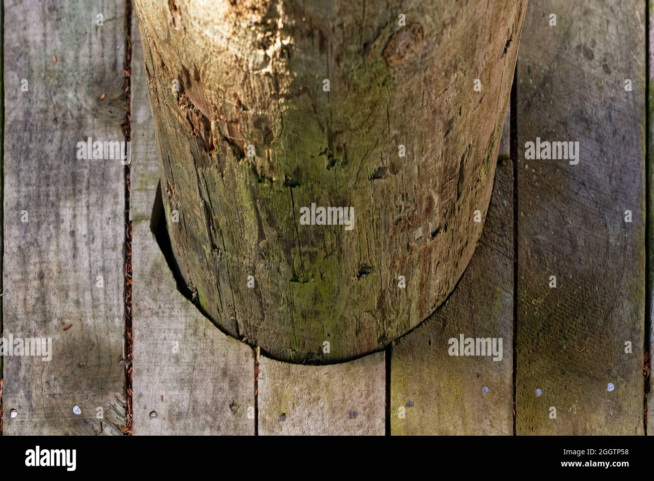 A wooden floor has a large, round wooden upright beam coming out of it ...