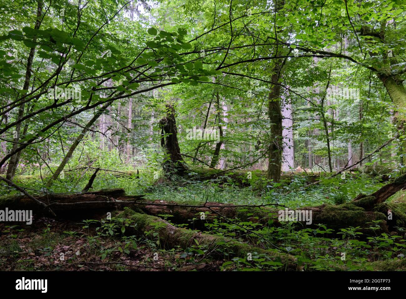 Summertime deciduous forest with broken dead tree partly declined in ...