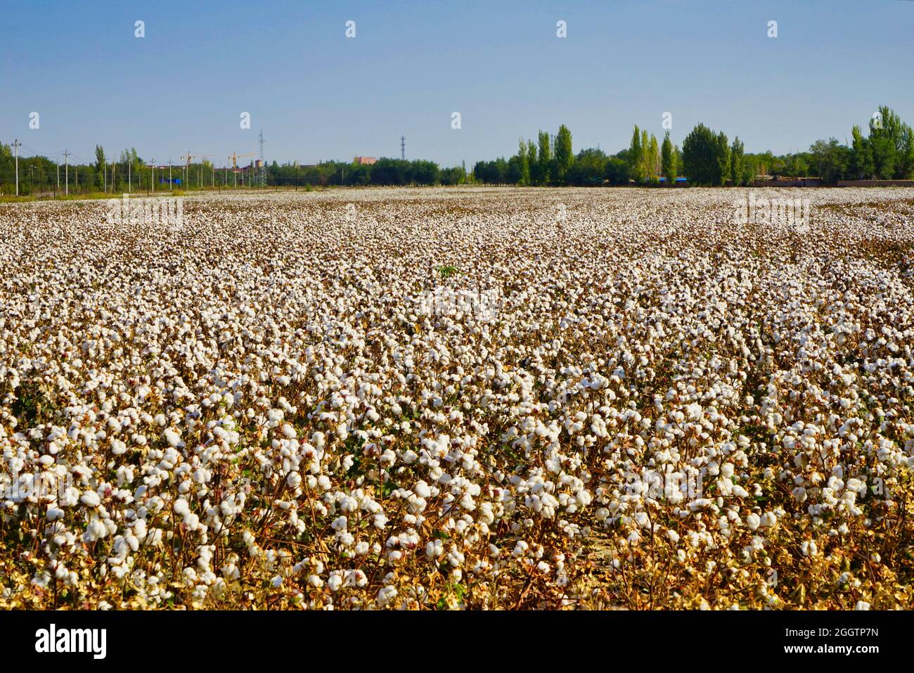 Mature cotton fields. Cotton looks like little white balls one by one ...