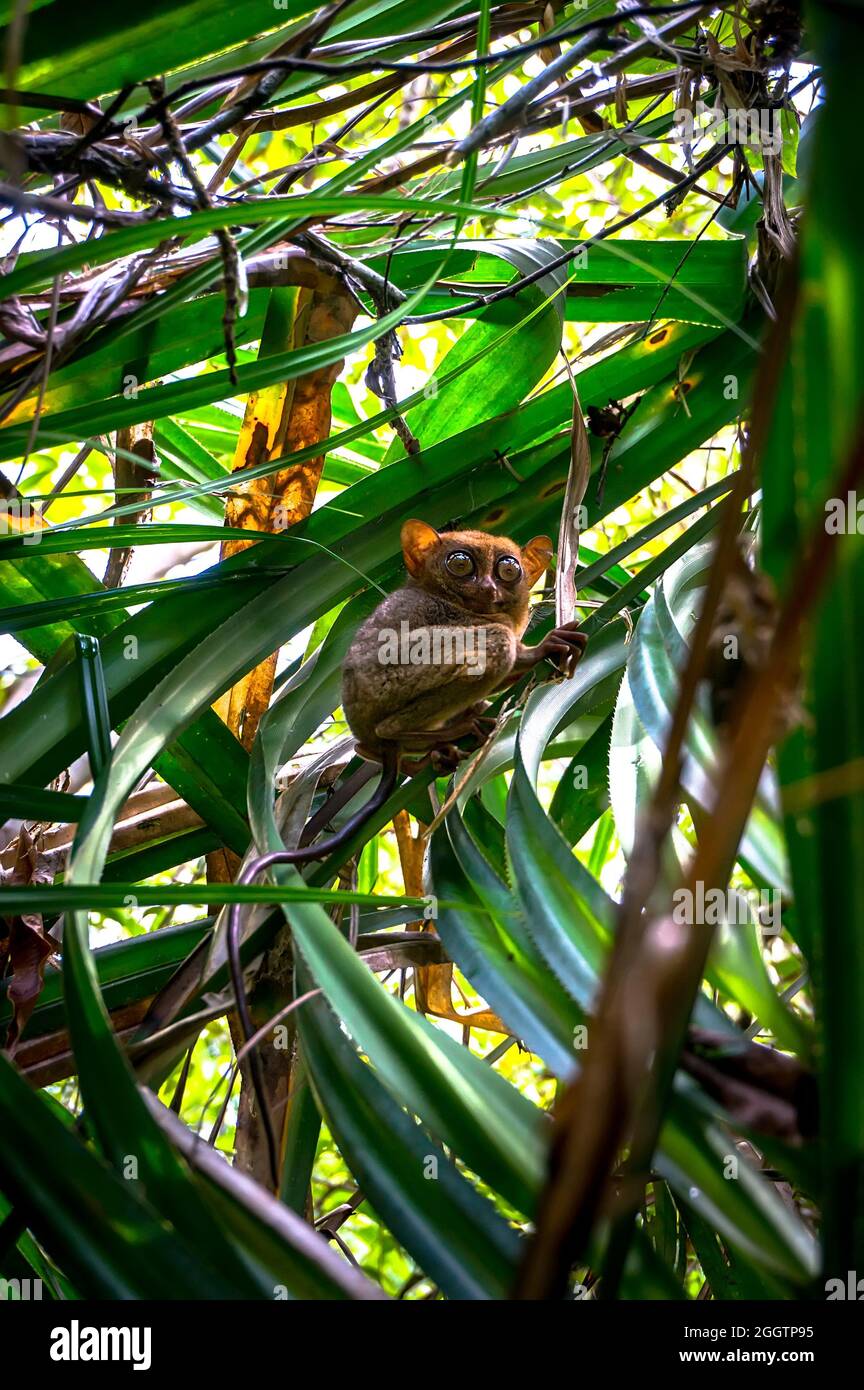the tarsier is a small rare monkey from the island of Bohol Philippines ...