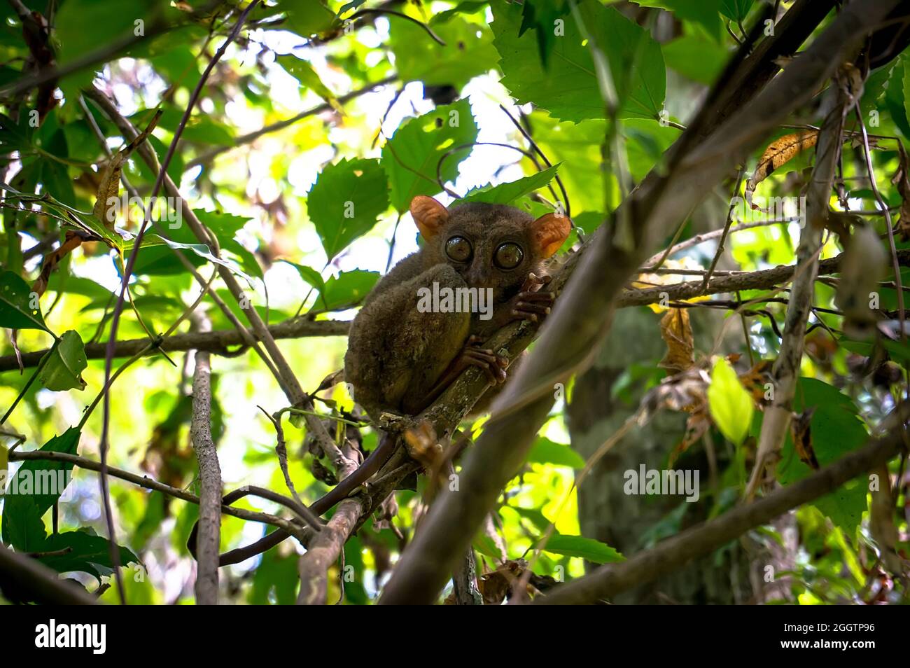 Paleobasin hi-res stock photography and images - Alamy