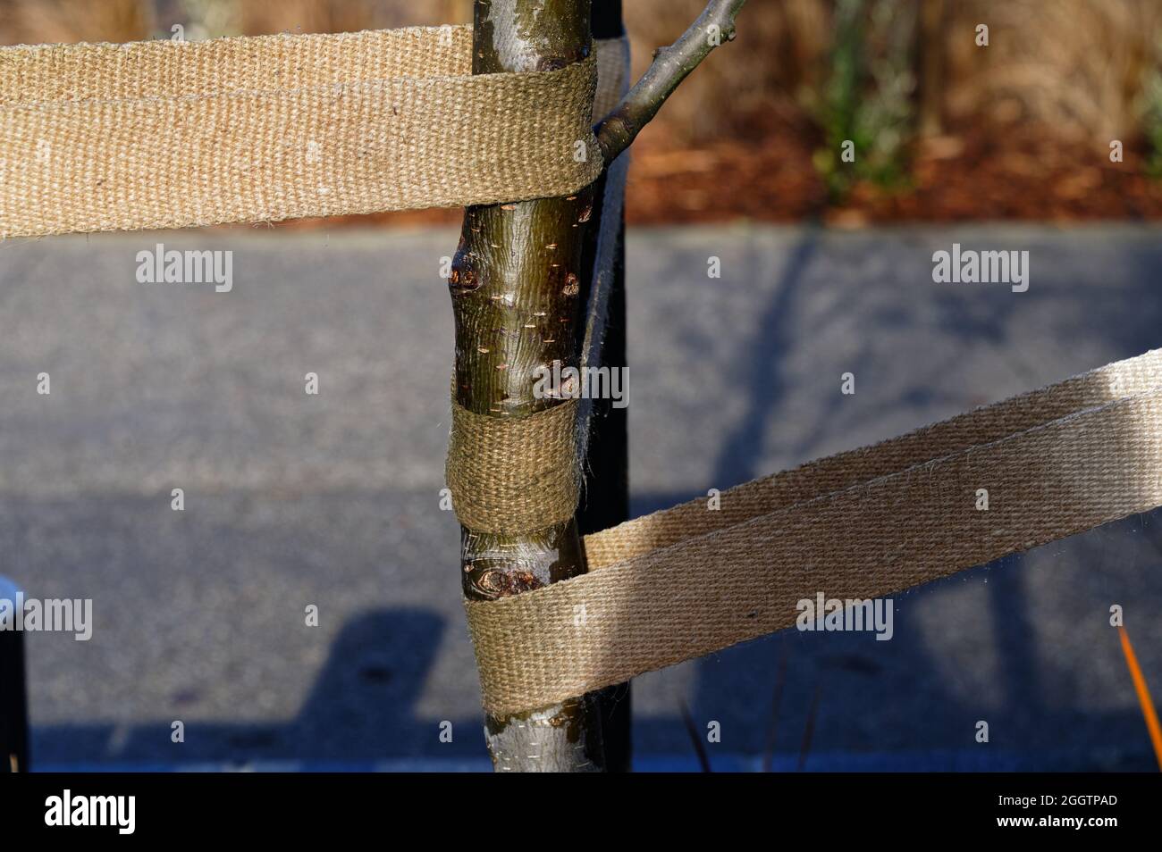 A tree support to help a newly planted tree grow Stock Photo - Alamy
