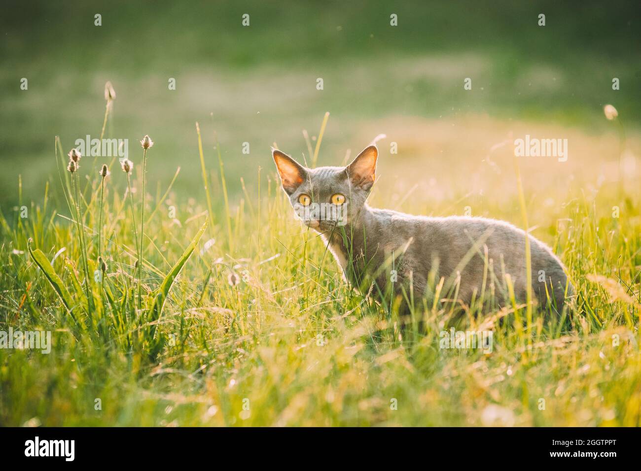 Funny Young Gray Devon Rex Kitten Sitting In Green Grass. Short-haired ...