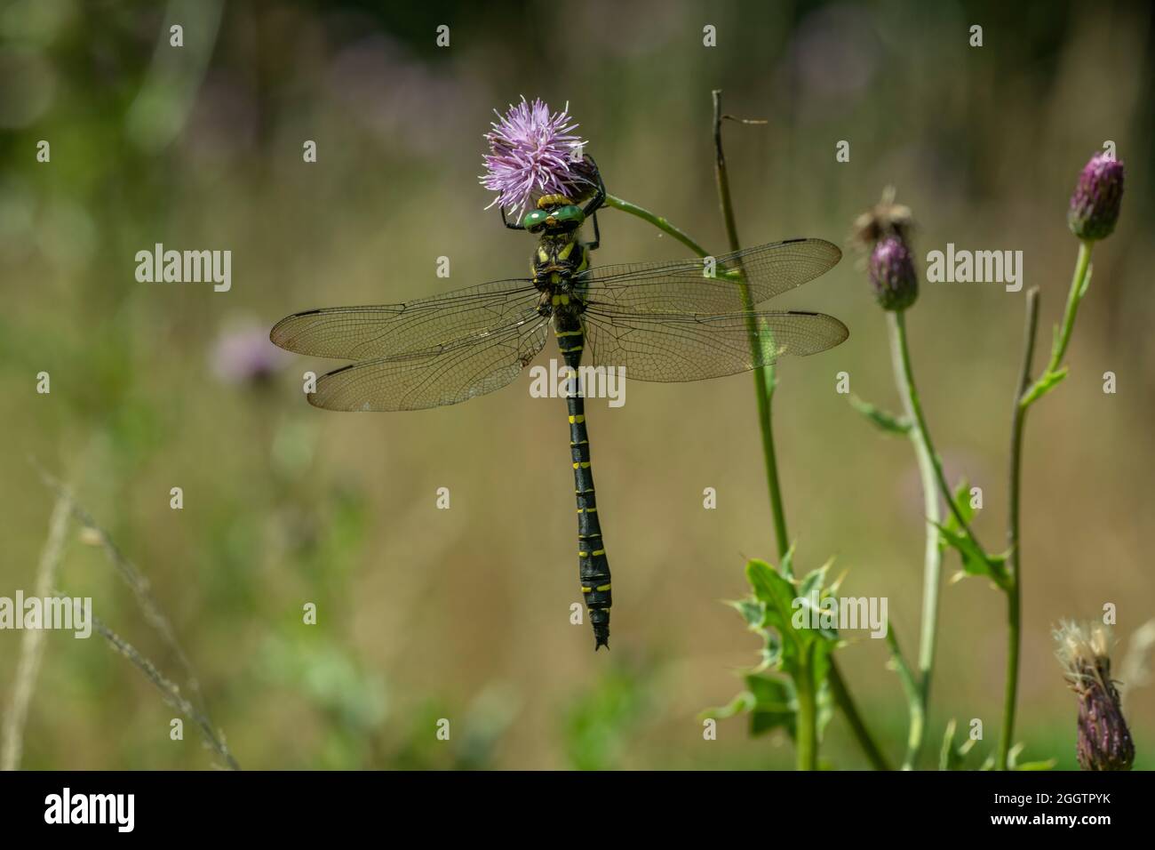 Scottish dragonfly hi-res stock photography and images - Alamy