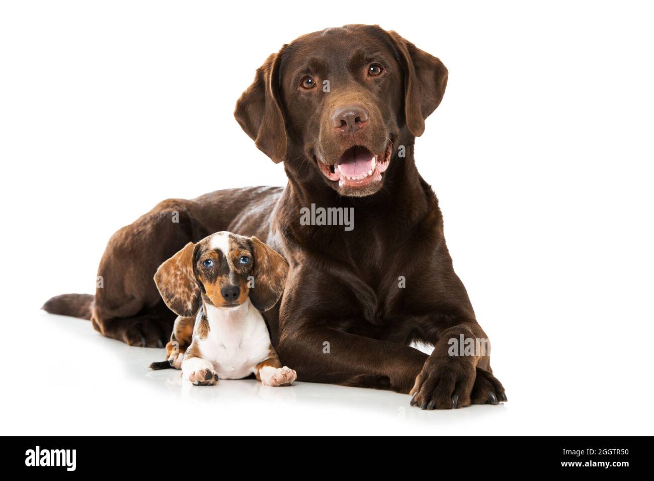 Labrador retriever and a tiger teckel puppy dog isolated on white ...