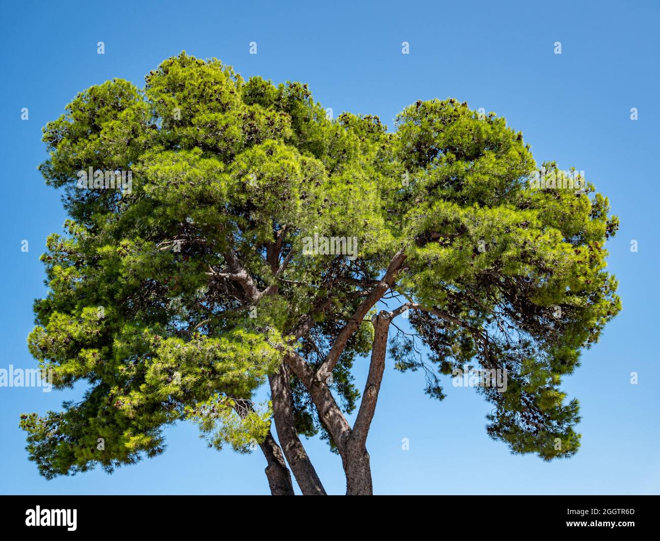 Large pine tree in the northern Mediterranean Stock Photo - Alamy