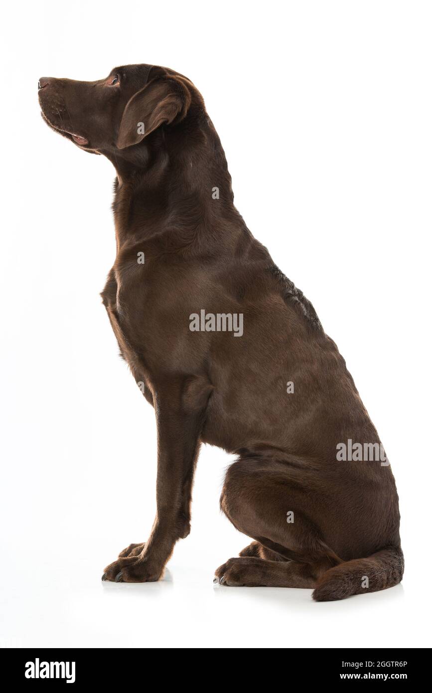 Labrador retriever dog isolated on white background Stock Photo - Alamy