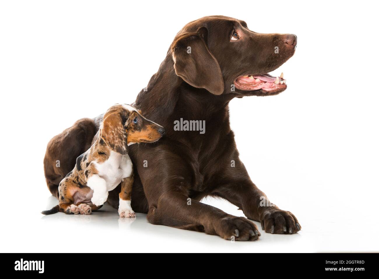Two dogs isolated on white background Stock Photo - Alamy