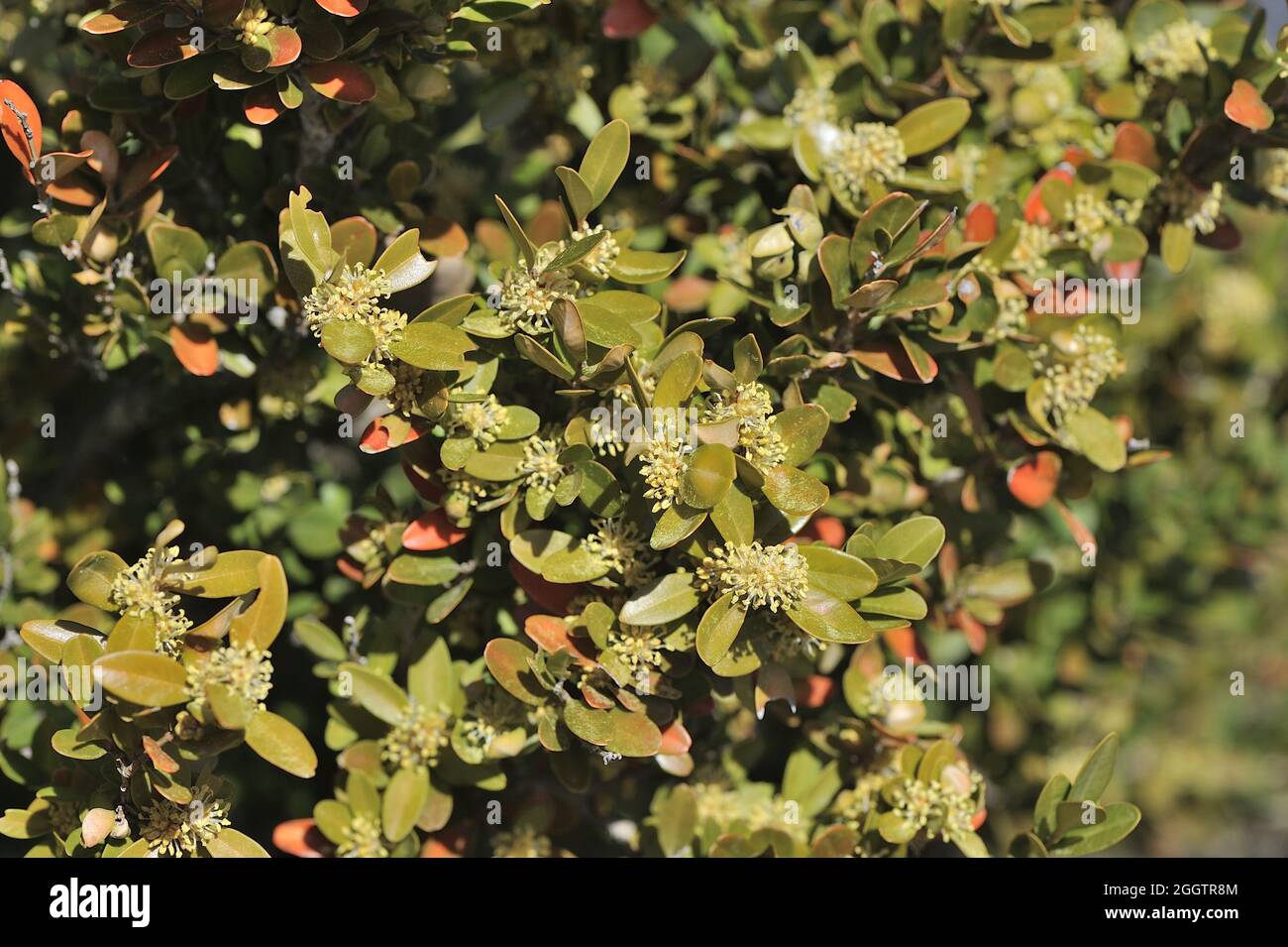 Common box - European box - Boxwood (Buxus sempervirens) flowering at ...