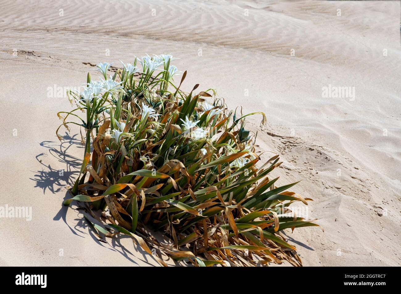 Lily sharon hi-res stock photography and images - Alamy