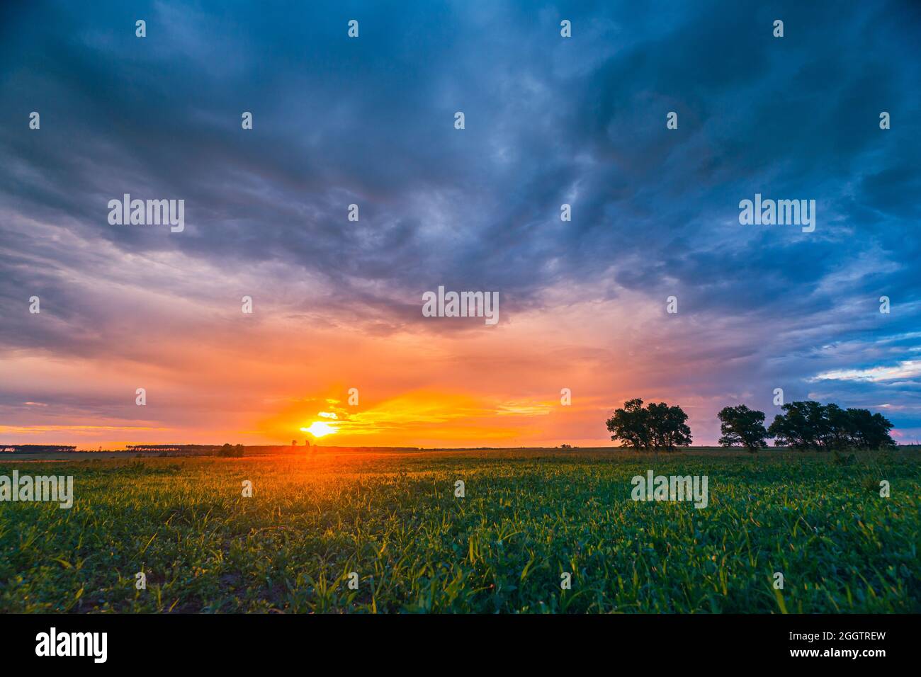 Landscape Of Green Maize Field Under Scenic Summer Dramatic Sky In ...