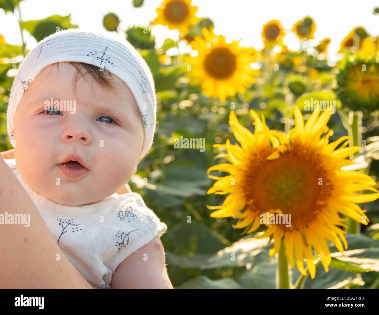Baby and sunflower field hi-res stock photography and images - Alamy
