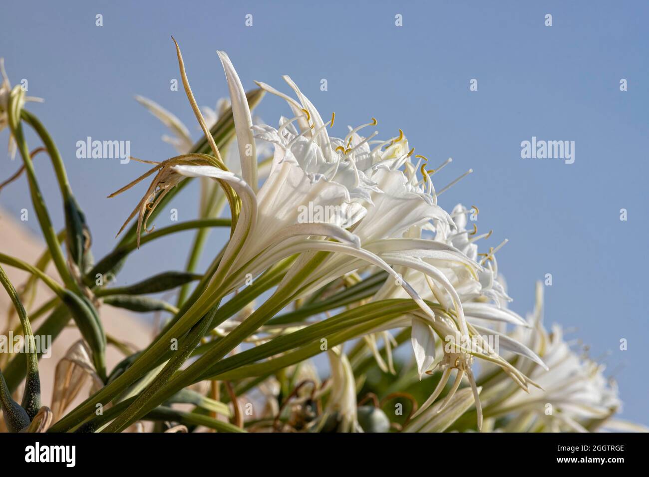Sand Lily High Resolution Stock Photography and Images - Alamy