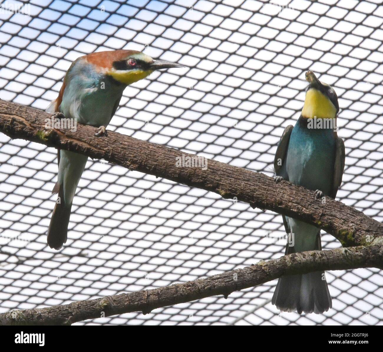 The zoo bee eaters hi-res stock photography and images - Alamy