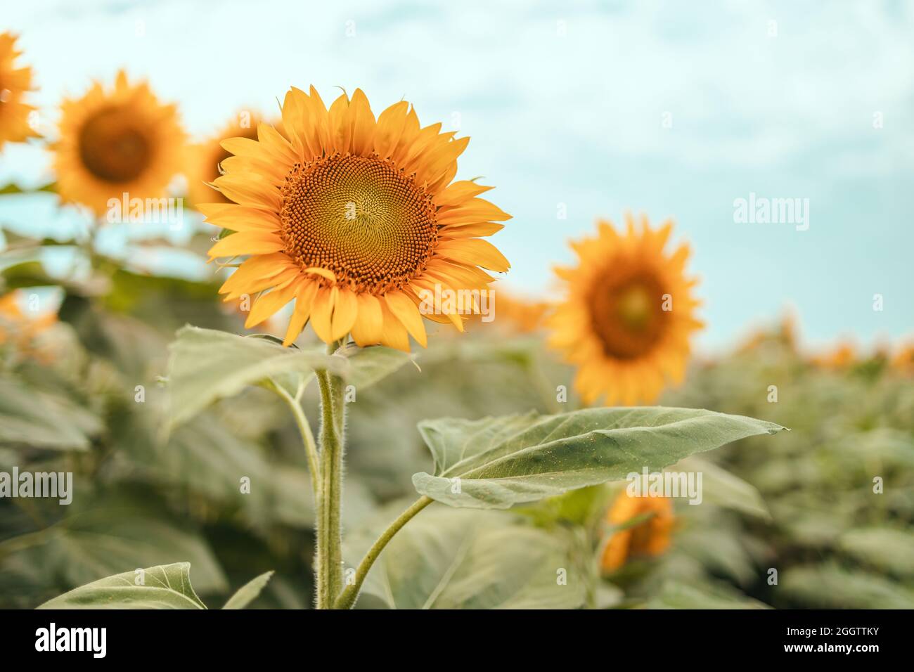 Sunflower sways in wind beautiful hi-res stock photography and images ...