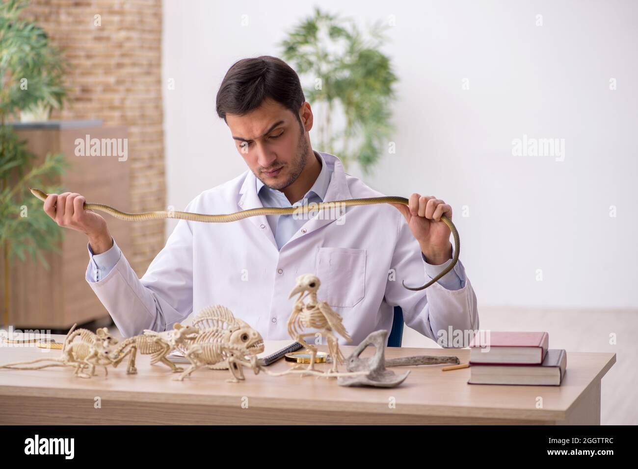Young student paleontologist examining ancient animals at lab Stock ...