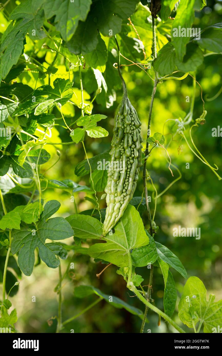 Momordica charantia plants Stock Photo - Alamy