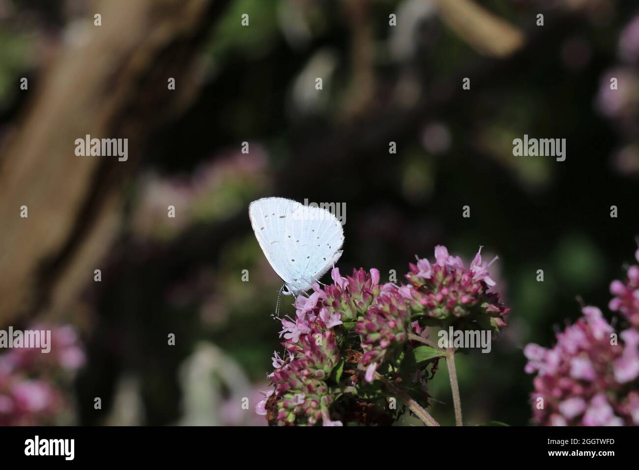 little blue butterfly eating nectar off a marjoram flower Stock Photo ...