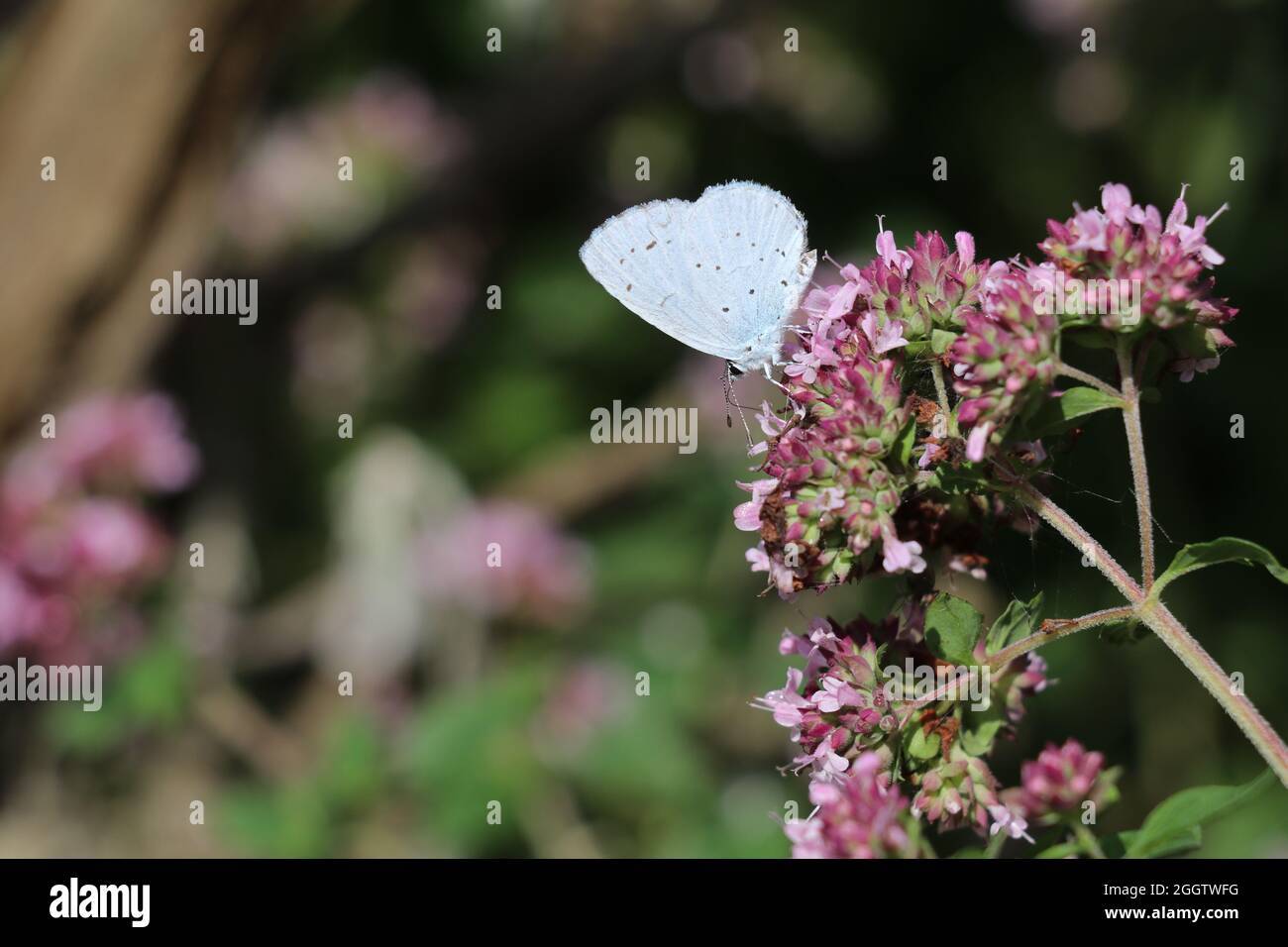 Minimus herb hi-res stock photography and images - Alamy