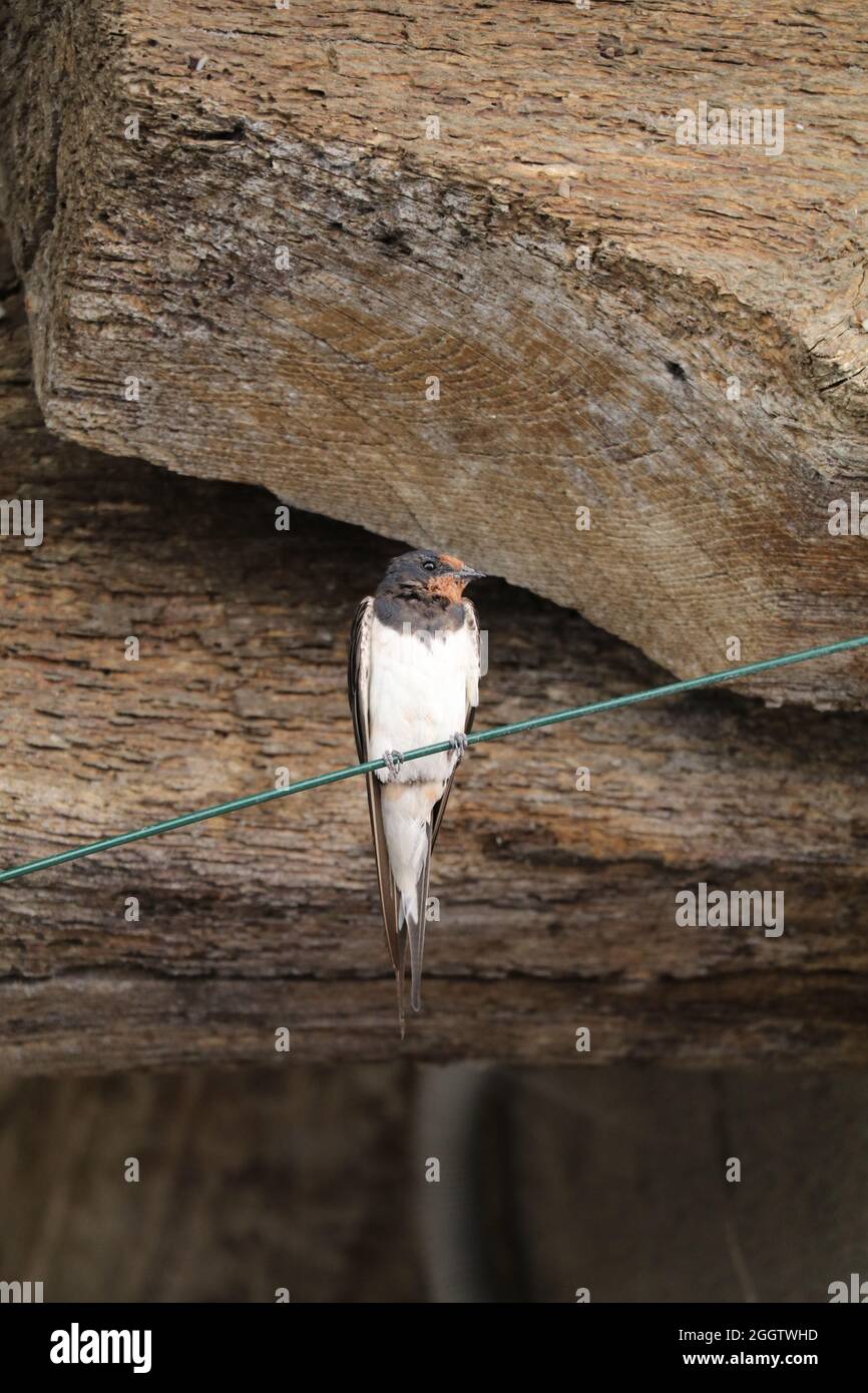 swallow sitting on a green wire with a rough wooden beam as background ...