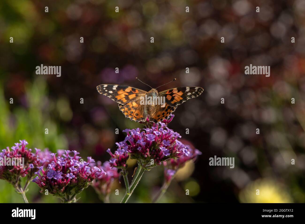 Verbina bonariensis hi-res stock photography and images - Alamy