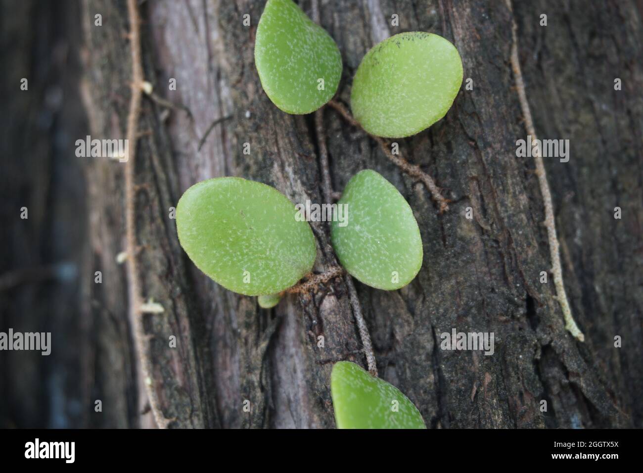 Pyrrosia rupestris (also called the rock felt fern) with a natural ...