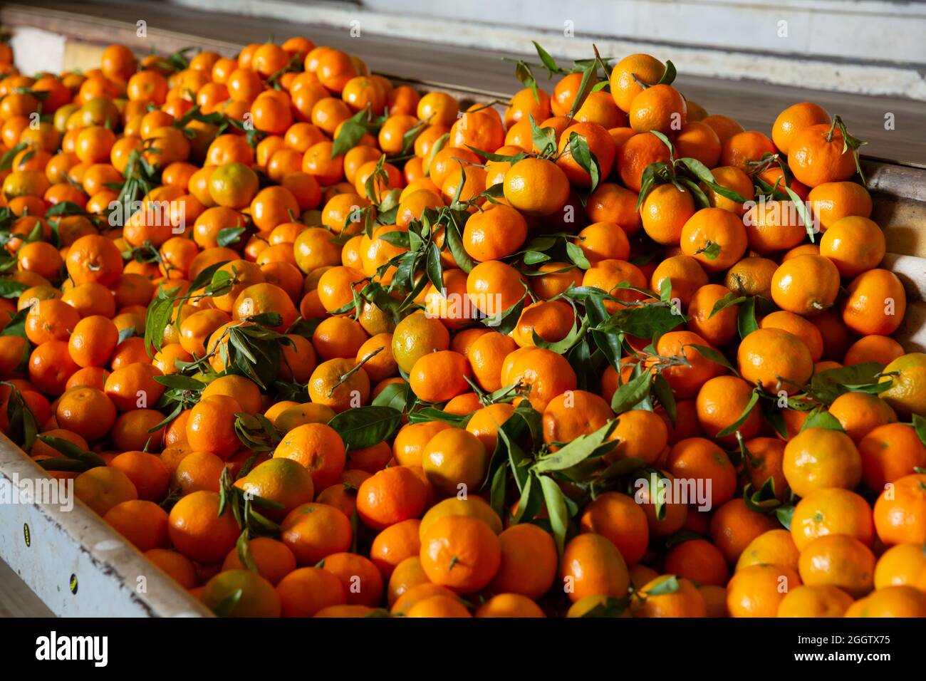 Harvest of mandarins on sorting line Stock Photo - Alamy