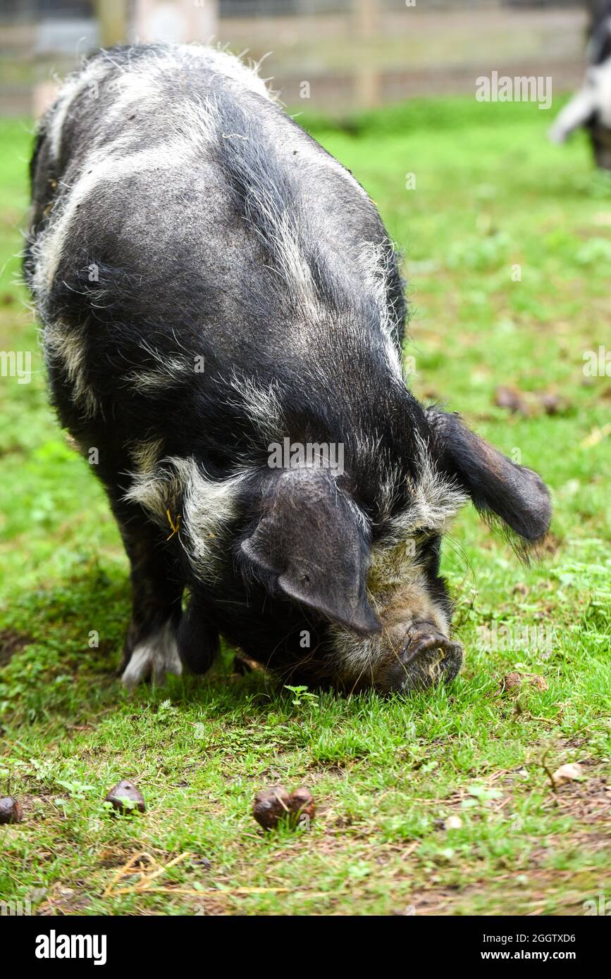 Pig on a farm outside eating and looking to camera Stock Photo - Alamy