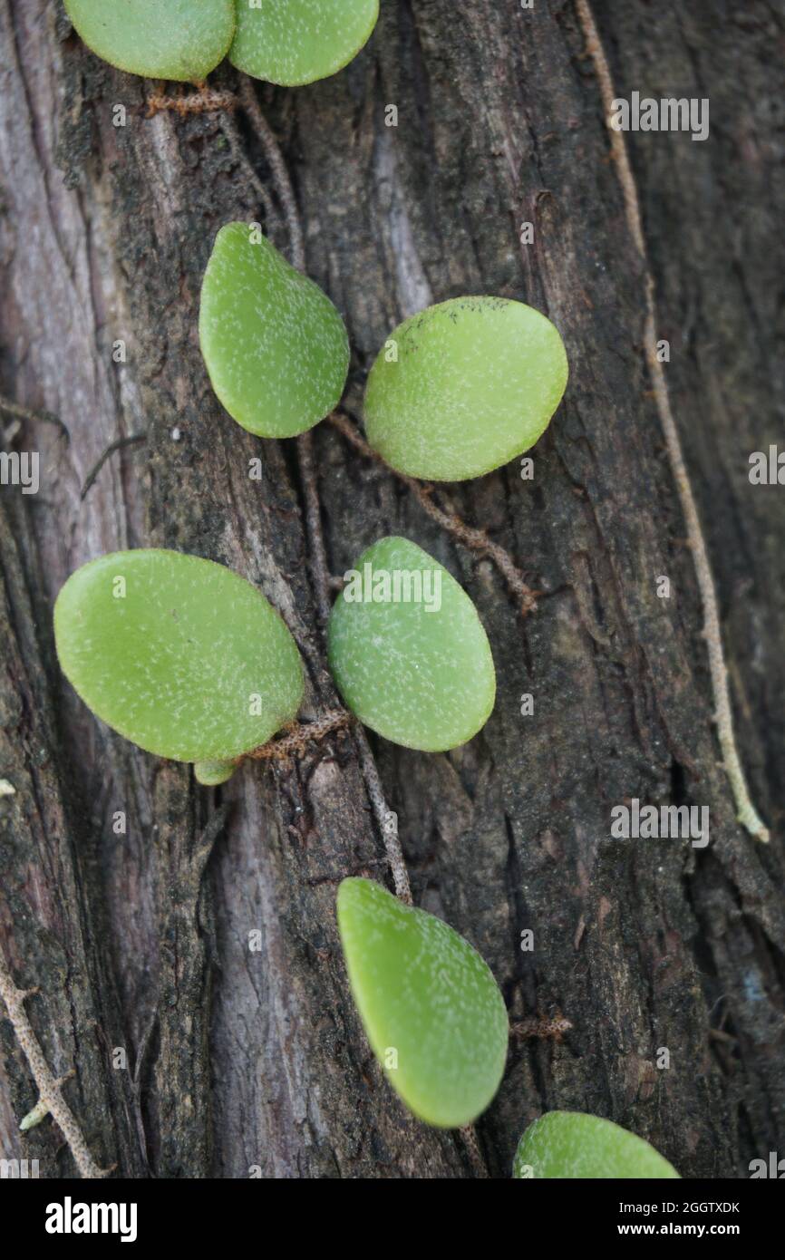 Pyrrosia rupestris (also called the rock felt fern) with a natural ...