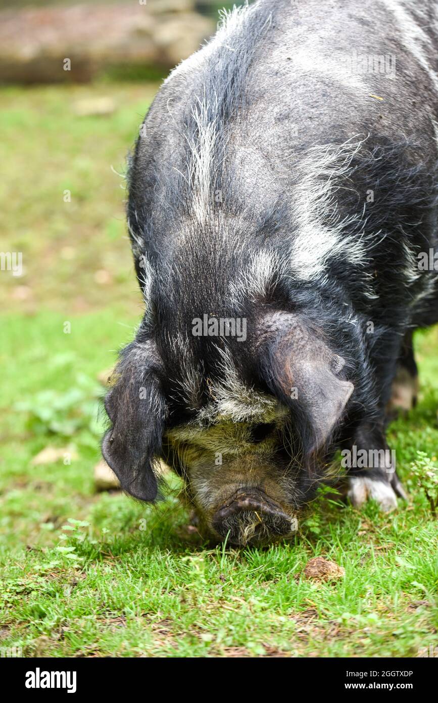 Pig on a farm outside eating and looking to camera Stock Photo - Alamy
