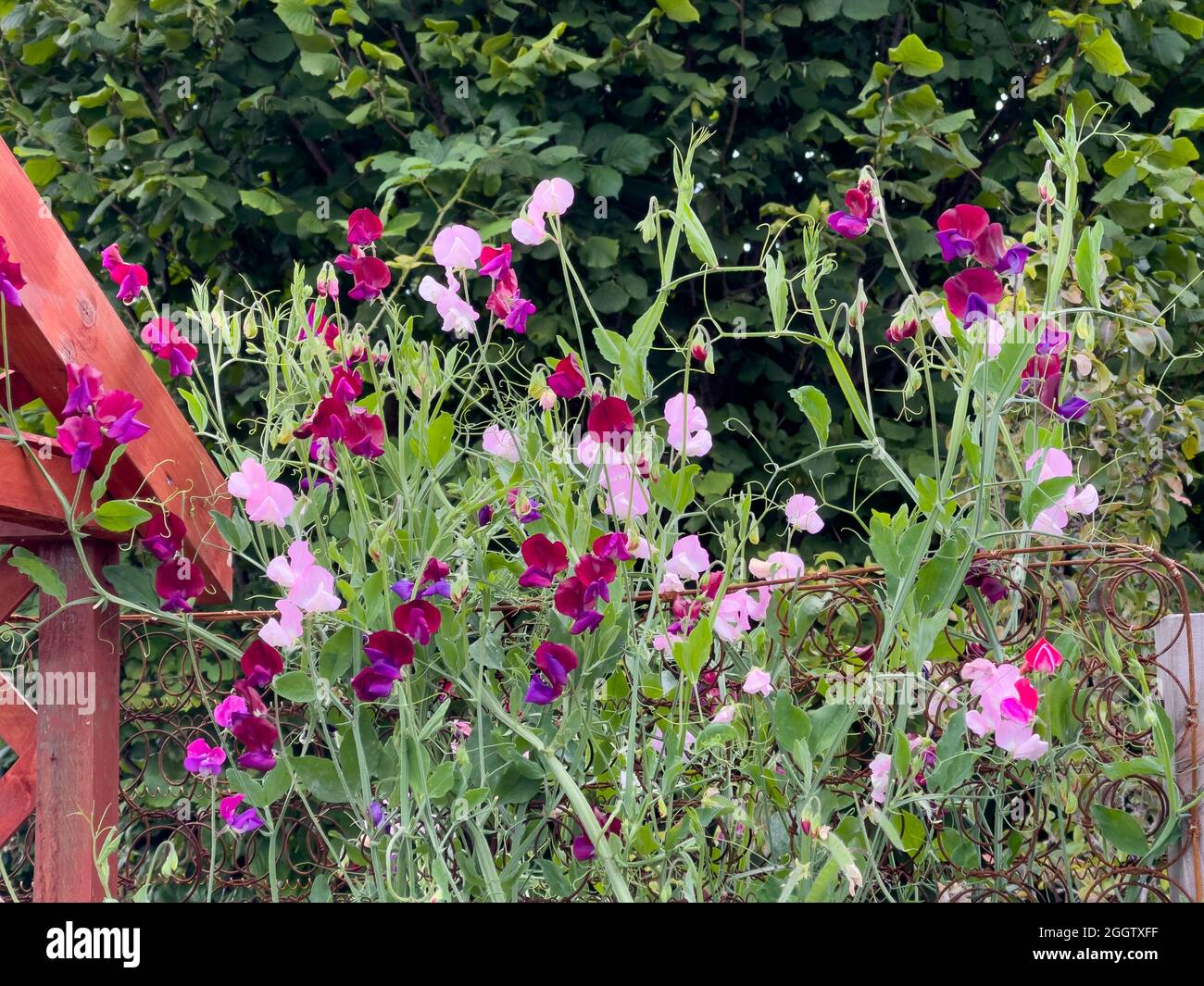 Sweet Peas growing up a rusty old bedsprings on an allotment site Stock ...