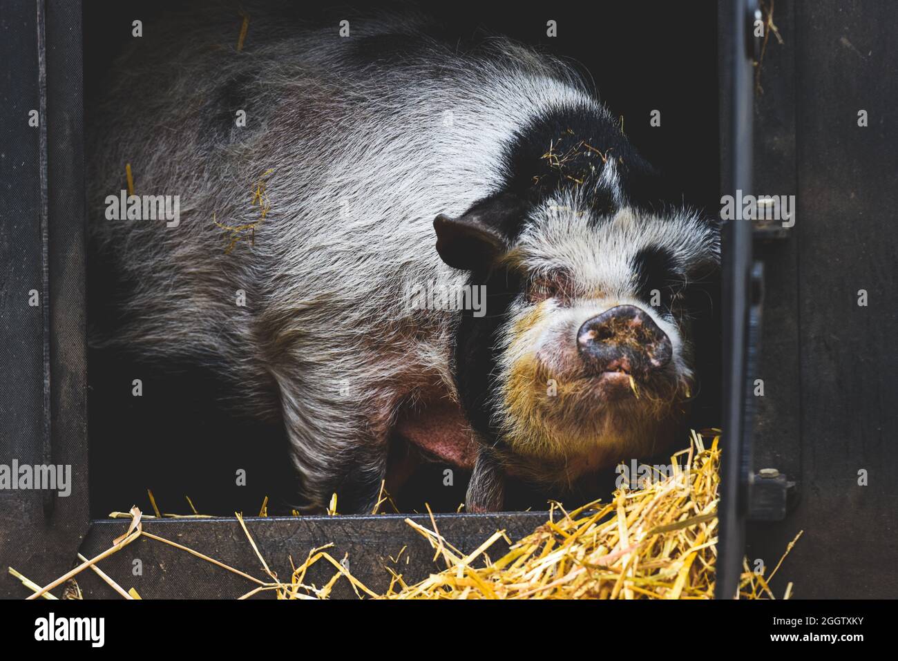 Big fat pig eating hi-res stock photography and images - Alamy