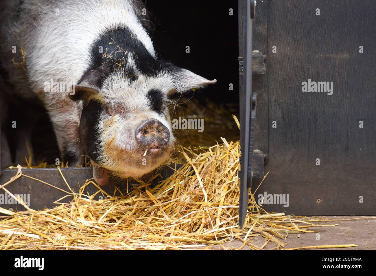 Pig on a farm outside eating and looking to camera Stock Photo - Alamy