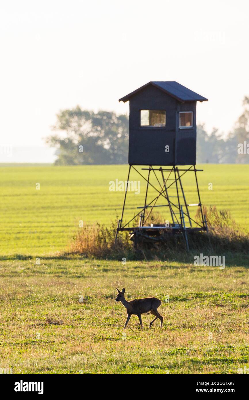 roe deer (Capreolus capreolus), in a field in front of a raised hide in ...
