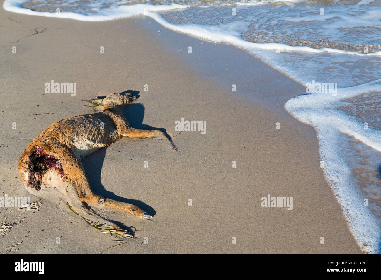 roe deer (Capreolus capreolus), Dead roe deer on the beach with flies ...