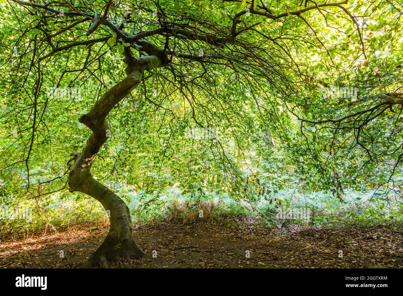 Twisted beech tree fagus sylvatica hi-res stock photography and images ...